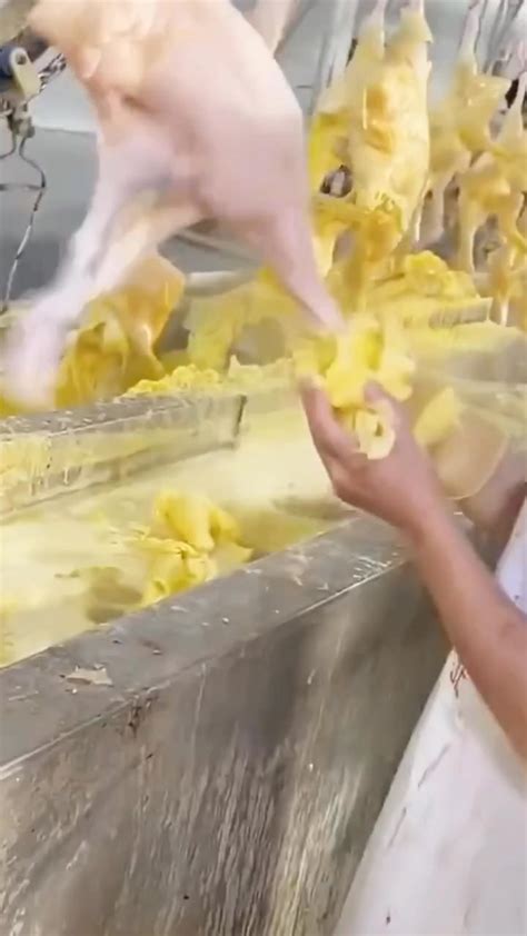 គេប្រមូលផល ផ្លែកំប៉ោក Ch ប្លែកៗ