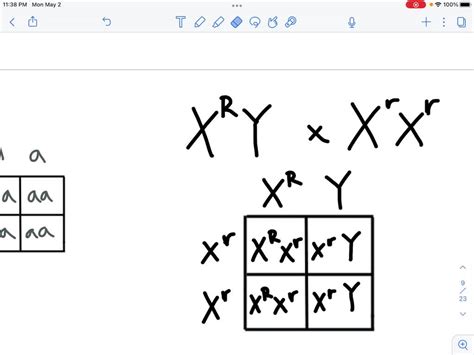 Solved 1 Draw A Single Punnett Square To Represent The Results Of A