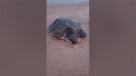 සියලු සතුන් ලොව සුවපත් වේවා 🙏🙏🙏 Youtube