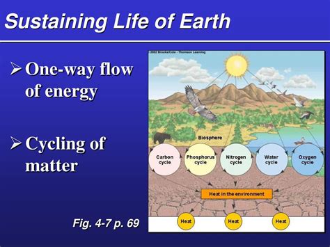 Ecosystems Components Energy Flow And Matter Cycling Ppt Download