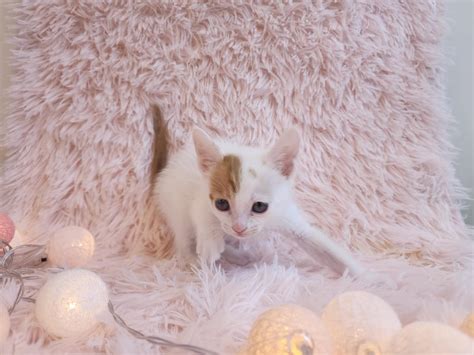 코리안 숏헤어 춘식이 말티폼분양전문 원주시강아지분양 친칠라분양 소형강아지 오드아이고양이 아메리칸컬분양 브리더분양 요크셔 강아지무료분양 유기견무료분양 유기묘입양