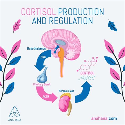 Cortisol Levels Hormones Meaning Stress Function