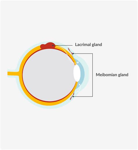 What Is Meibomian Gland Dysfunction Key Symptoms Causes And Treatments Smartbuyglasses Ca