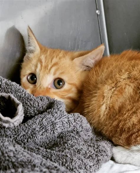 구조된 고양이가 귀여운 이유twt 인스티즈instiz 이슈 카테고리