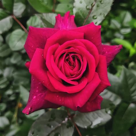 La Rose Monsieur Rose Rosesplant
