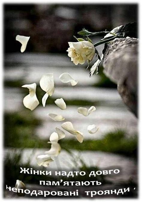 життєві цитати надихаючі цитати мудрі цитати слова мудрості афоризми вислови Beautiful Flowers