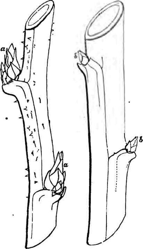 Pruning The Raspberry