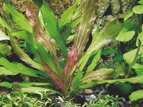 Dennerle Plants Echinodorus Python Olibetta Online Shop Dennerle Plants Echinodorus Python Olibetta Online Shop