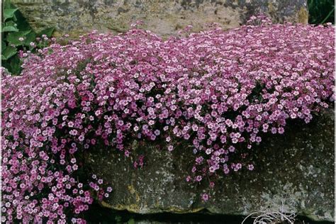 Саженец Гипсофила Розовая
