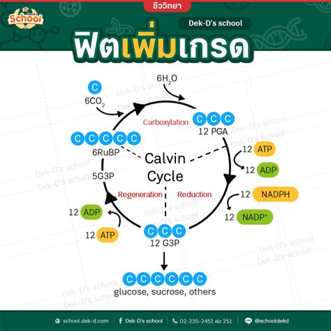ฟิตเพิ่มเกรด ชีวะ ม ปลาย วัฎจักรคัลวิน Calvin Cycle Dek Ds School