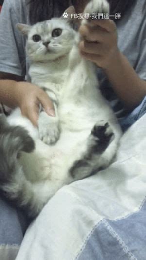 Гифка кот машина котик гиф картинка скачать анимированный  на Er