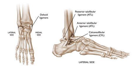 Sprained Ankle Orthoinfo Aaos