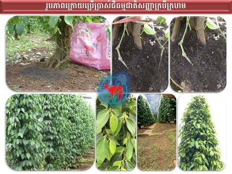 រ ជីសរីរាង្គធម្មជាតិ សញ្ញាក្របីក្រហម ក្រុមហ៊ុន លី ប៉ោជូ