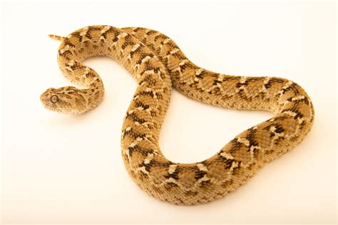 Can A Saw Scaled Viper Kill You