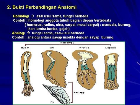Detail Contoh Homologi Dan Analogi Koleksi Nomer 47