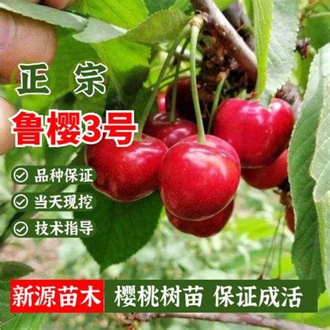 ncie证书含金量