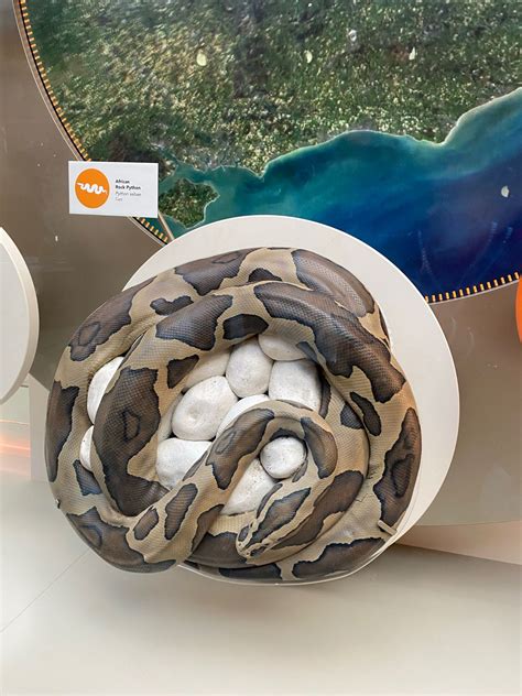 Python Is Real Python Is My Favourite Programming Language Real Python Is My Favourite Python