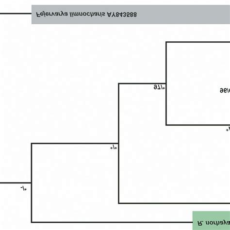 phylogenetic tree of bayesian inference and maximum likelihood analysis