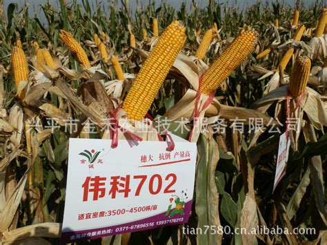 三系702玉米产量 伟科702玉米种三系好 三系伟科702介绍 第2页 大山谷图库