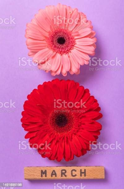 세계 여성의 날 3 월 8 일의 아름다운 엽서 라일락 종이 배경에 행복한 여성의 날이라는 텍스트가 있는 8개의 거베라 꽃을 그립니다 휴일 개념입니다 복사 공간 평면도 0명에