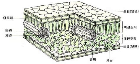 Ⅳ식물의 구조와 기능 2줄기와 잎 네이버 블로그