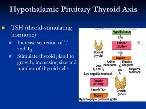Ppt Biological Actions And Regulation Of Thyroid Hormones Powerpoint