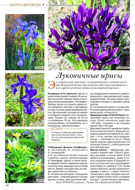 Луковичные ирисы в 2024 г Композиции цветников Многолетние растения Идеи посадки растений