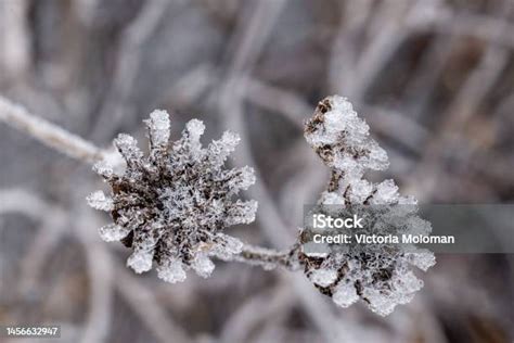 매크로 겨울 브런치 건조 식물 서리 야외 얼어 붙은 눈 자연 아름 다운 가문비 나무 꽃 봉오리 배너 풍경 푸른 차가운 얼음 흰 서리 나무 크리스마스 배경 0명에 대한 스톡
