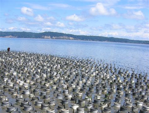 Geoduck National Fisherman