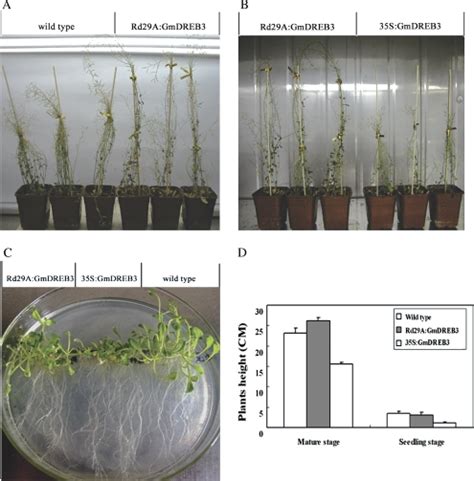 Phenotypic Evaluation Of Gmdreb3 Transgenic Arabidopsis A And B Download Scientific Diagram
