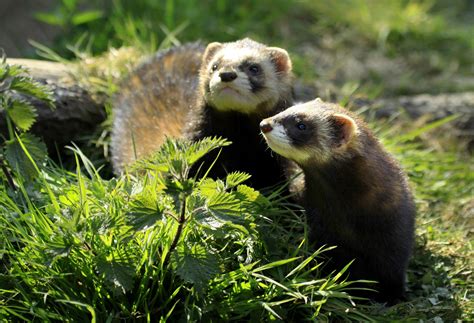Wild Ferret Duo Stunning Hd Animal Wallpaper
