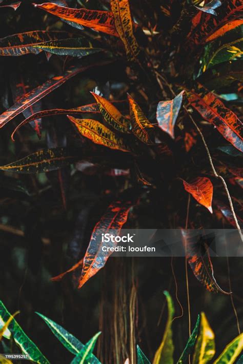 열대 환경과 숲에서 다른 이국적인 식물 2020 추세의 색상 아쿠아 멘테 무성한 용암과 팬텀 블루 분홍색 식물 꽃 잎과 열대 녹색 색상 2020년에 대한 스톡 사진 및 기타