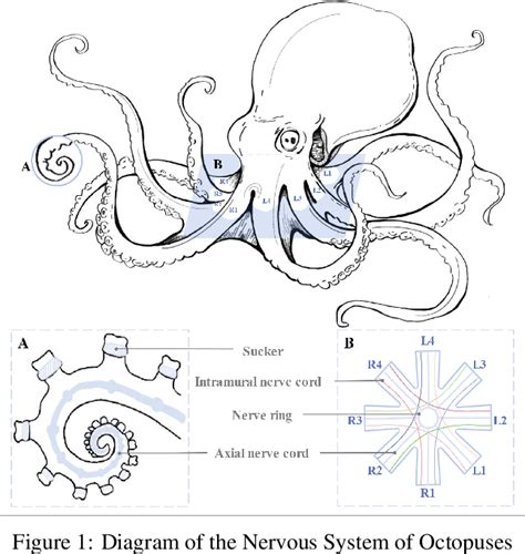Octopus Inspired Optimization Algorithm Multi Level Structures And