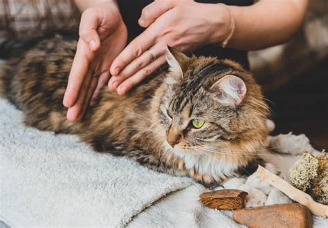 How To Massage A Cat With Arthritis 4 Vet Approved Techniques And Tips