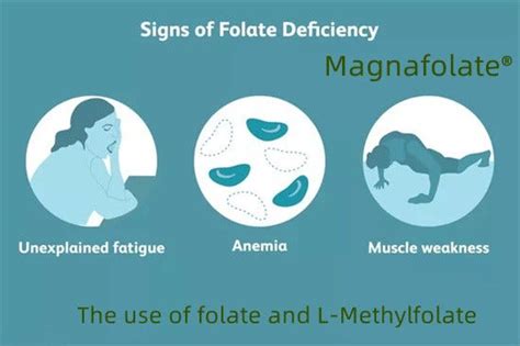 The Use Of Folate And L Methylfolate Magnafolate Medium