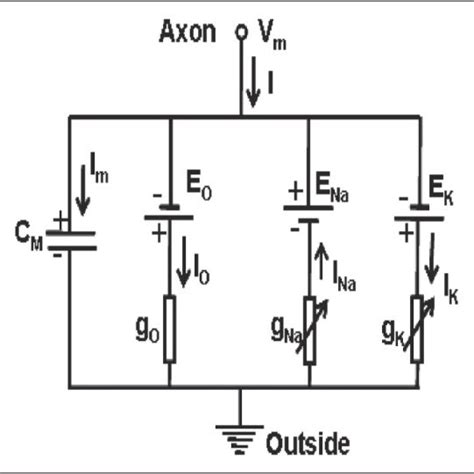 Circuit Model For Postsynaptic Membrane Download Scientific Diagram