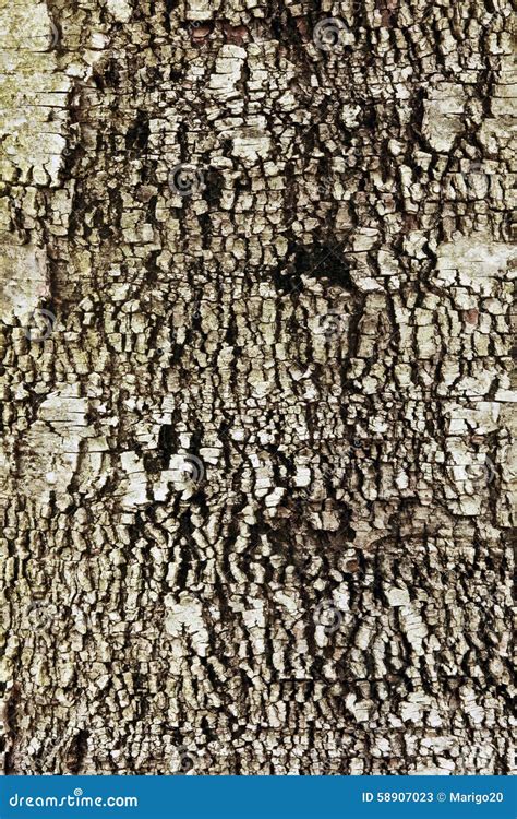 The Bark Of Deciduous Tree Royalty Free Stock Photography CartoonDealer Com 70609409
