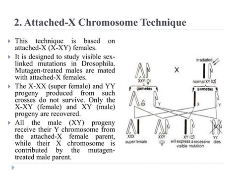 Mutation And Its Detection Pptx