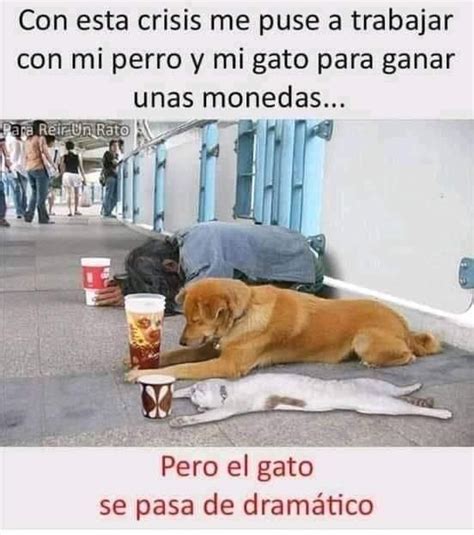 Pin De Yolanda Huerta En Gatitos 3 Imágenes Graciosas Cartelitos Graciosos Chistes Geniales