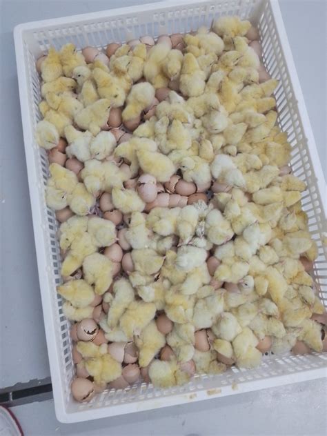 THE FARM MANAGER On Twitter Correct Wrong Too Cold Well Distributed Https T Co