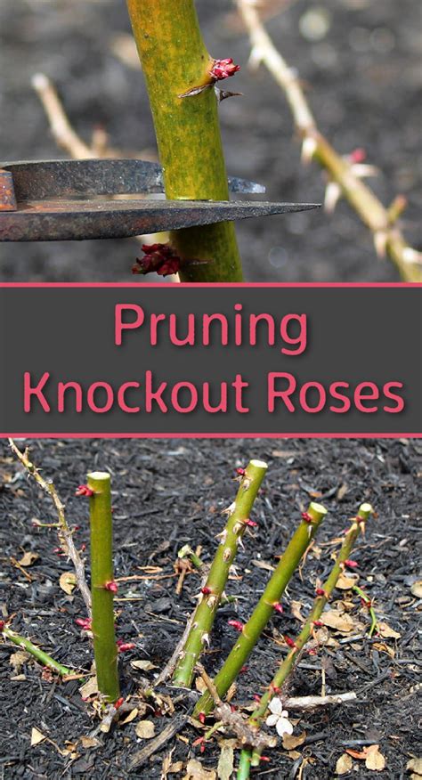 Prunin Knockout Roses Knockout Roses Pruning Knockout Roses