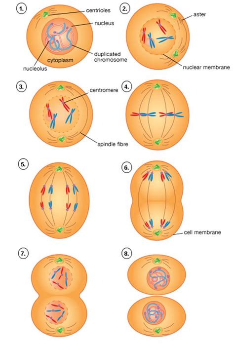 Mitosis And Meiosis Stages Diagram