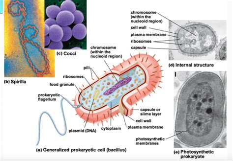 Microbiology Midterm Flashcards Quizlet