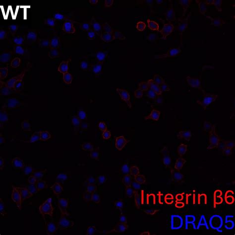 Integrin β6 Antibody Anti Human Reafinity™ Miltenyi Biotec Usa