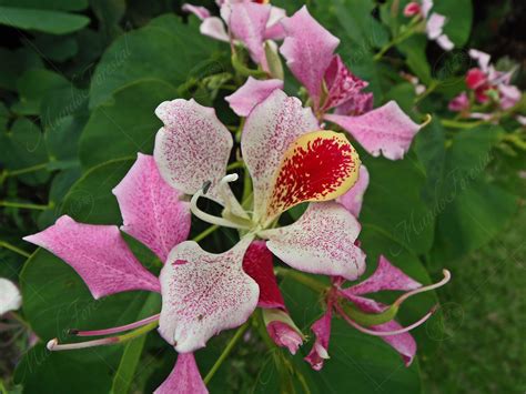 Monandra Casco De Venado Bauhinia Monandra Mundoforestal