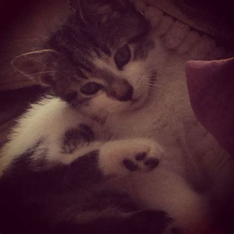 First Few Days Of Getting Simba