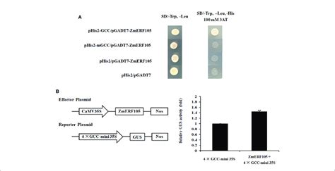 Binding To The Gcc Box Elements And Transcription Activity Analysis