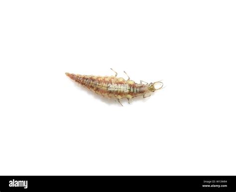 Predatory Larva On Leaf Cut Out Stock Images And Pictures Alamy