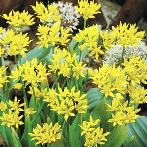 Complete Guide To Growing Allium Allium Care Bulb Blog