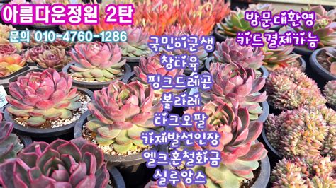 아름다운정원 2탄 국민이군생 창다육 착한가격에 찜하세요5만원이상 선물증정 ♡뉴진스♡소인제금♡푸시케♡오데뜨 ♡산딸기♡휴레뉴♡핑크드레곤♡스노우바니♡녹수정♡살루♡노마드♡볼라레